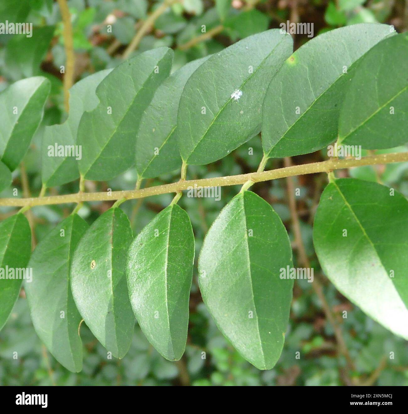 Chinese privet (Ligustrum sinense) Plantae Stock Photo - Alamy