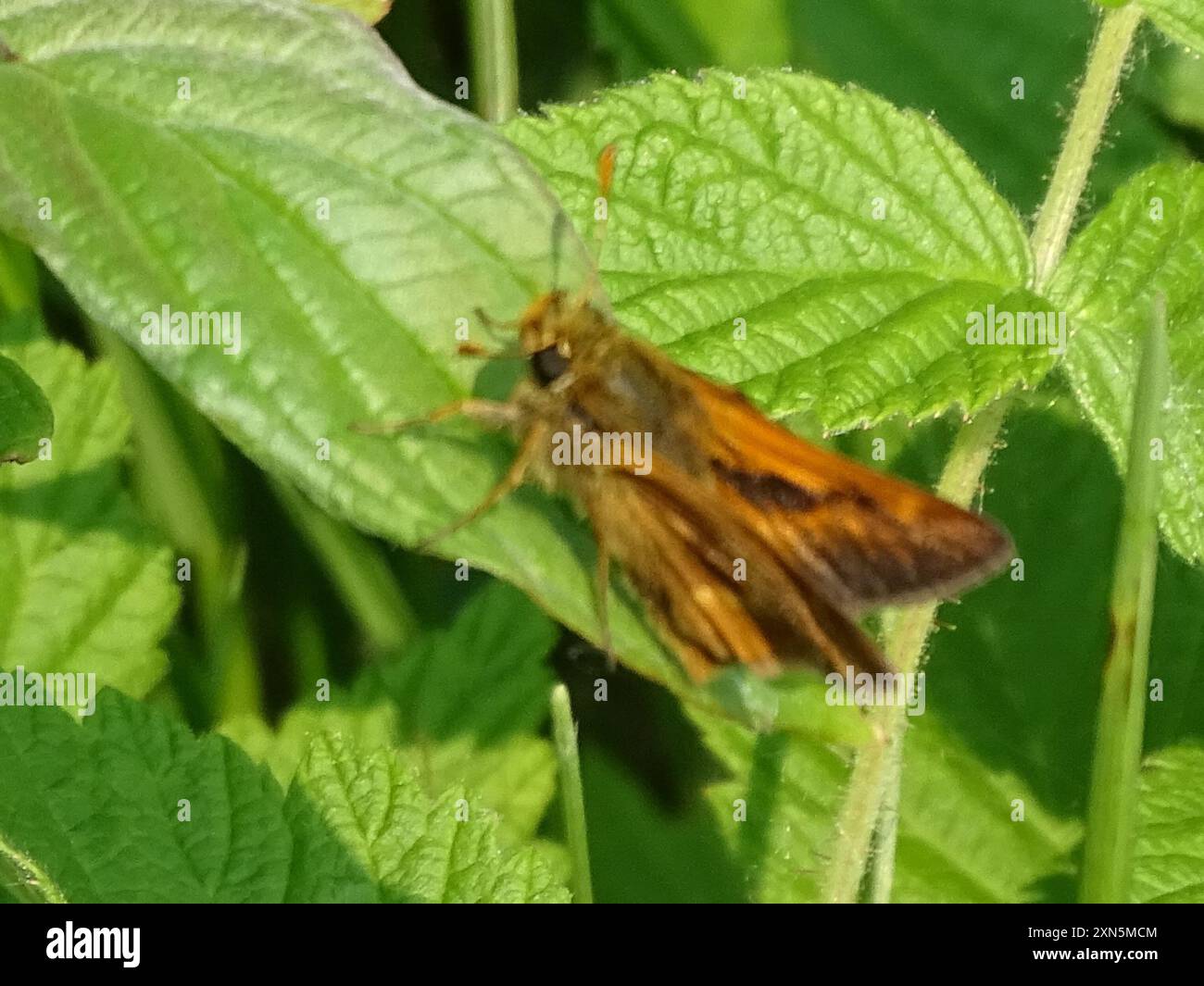 Long Dash (Polites mystic) Insecta Stock Photo - Alamy