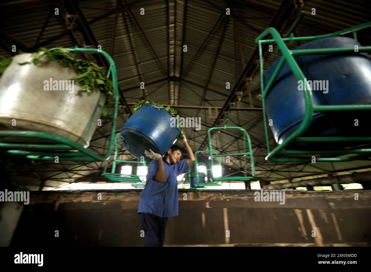 A worker carrying plastic container filled with tea leaves during ...