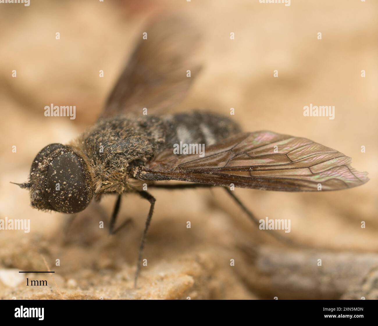 Vanus hi-res stock photography and images - Alamy