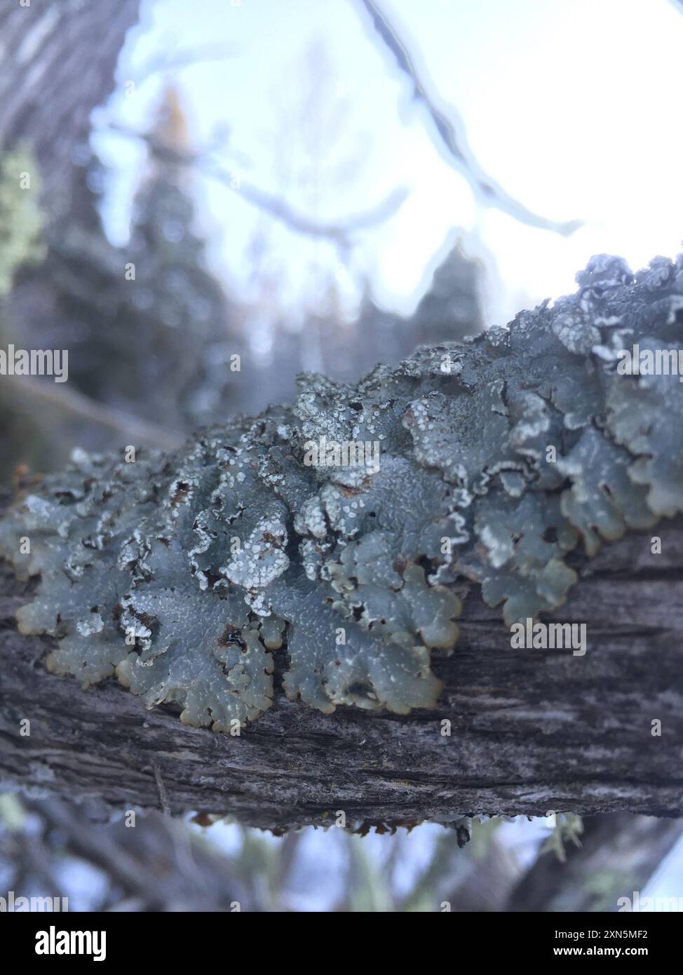typical shield lichens (Parmelioideae) Fungi Stock Photo - Alamy