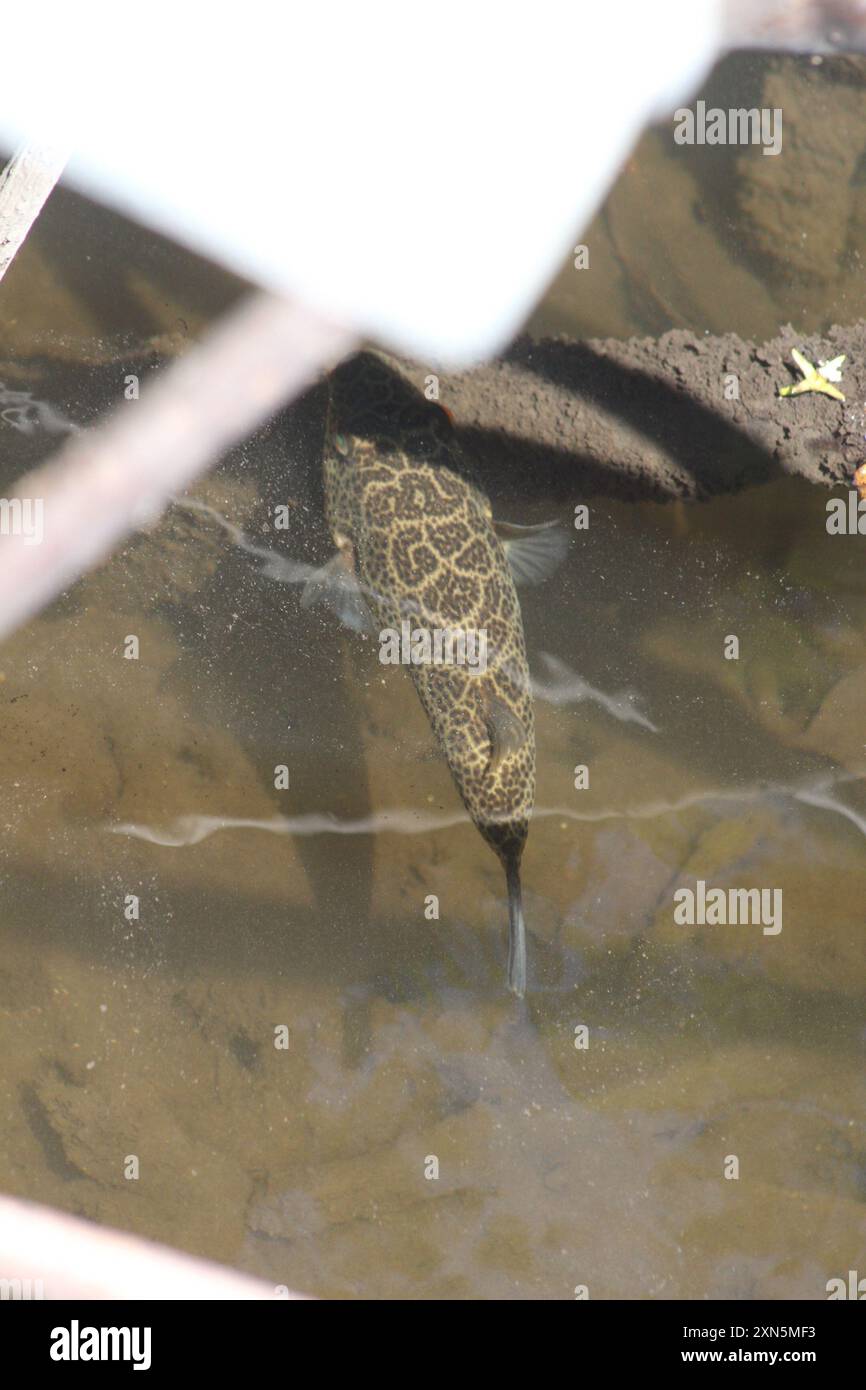 Checkered Puffer (Sphoeroides testudineus) Actinopterygii Stock Photo ...