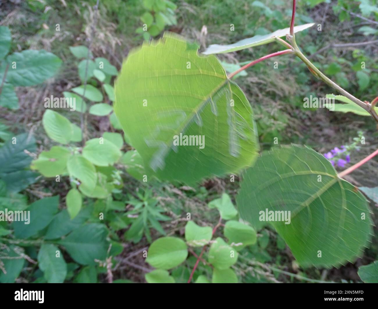 bigtooth aspen (Populus grandidentata) Plantae Stock Photo - Alamy
