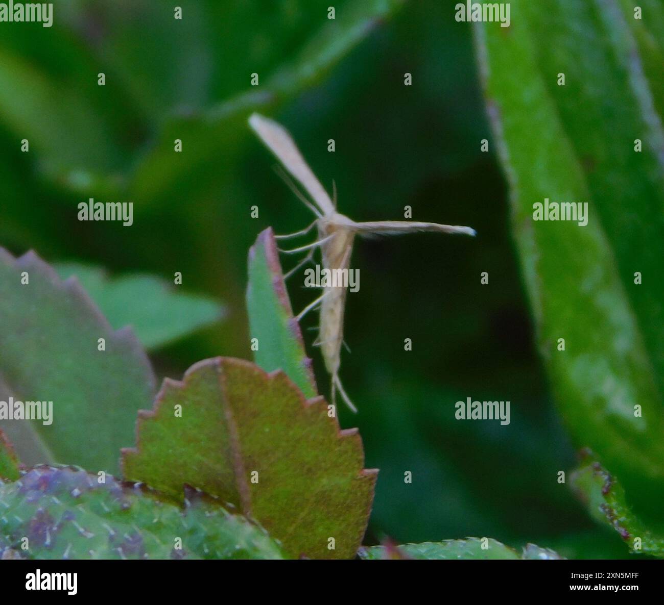 Dwarf Plume Moth (Exelastis pumilio) Insecta Stock Photo - Alamy