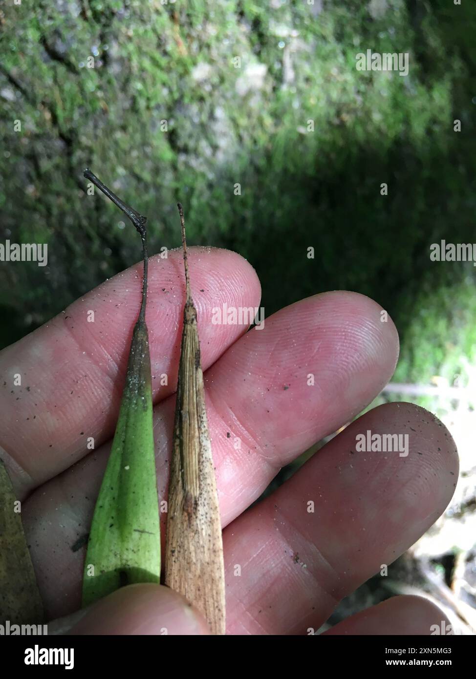 pumpkin ash (Fraxinus profunda) Plantae Stock Photo - Alamy