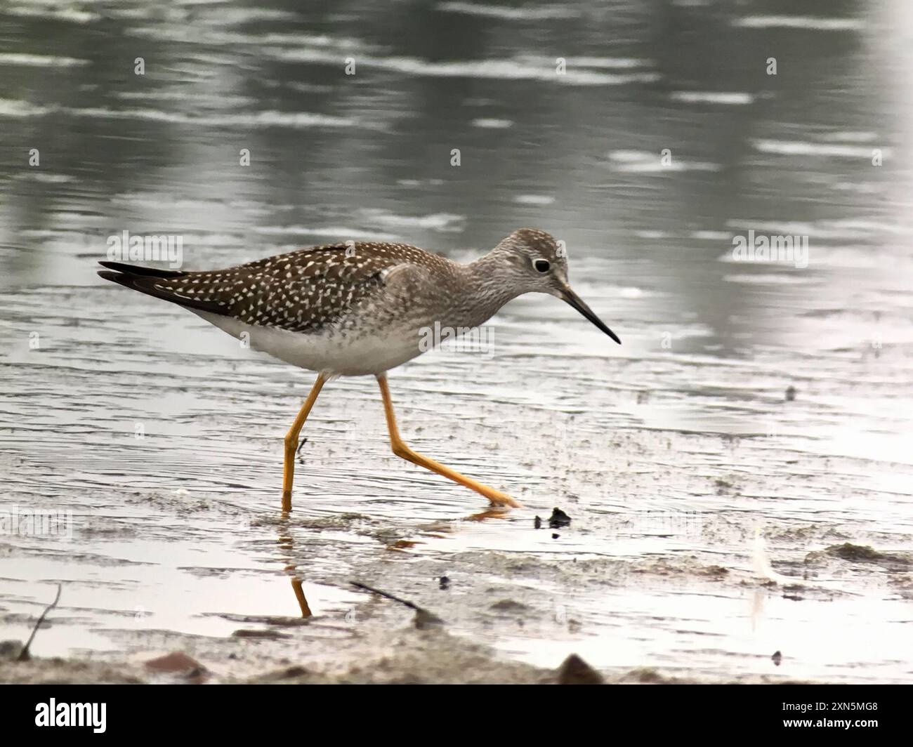 Lesser Yellowlegs (Tringa flavipes) Aves Stock Photo - Alamy
