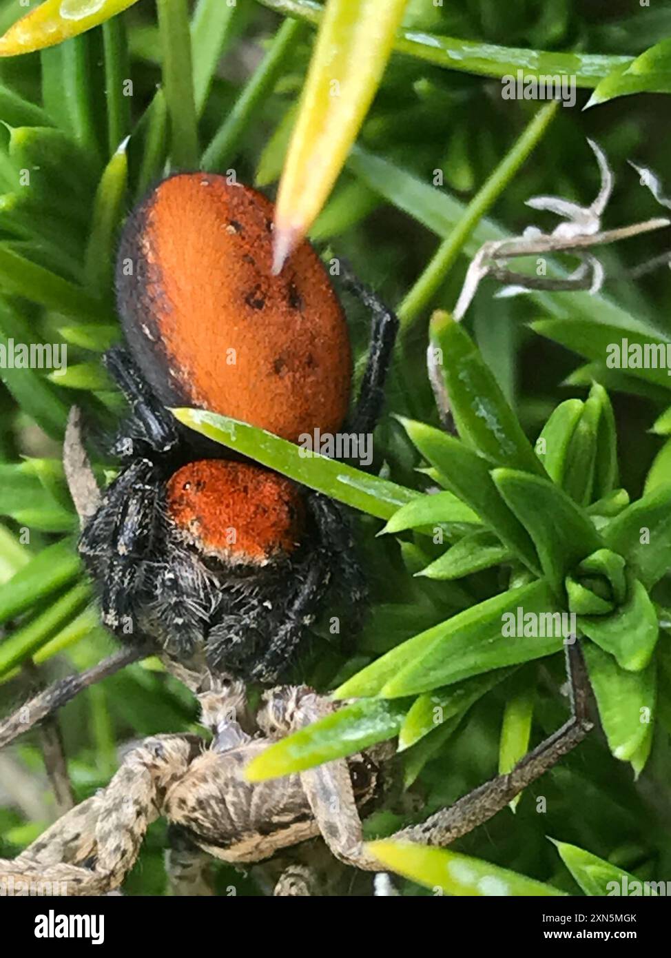 Cardinal Jumping Spider (Phidippus cardinalis) Arachnida Stock Photo ...