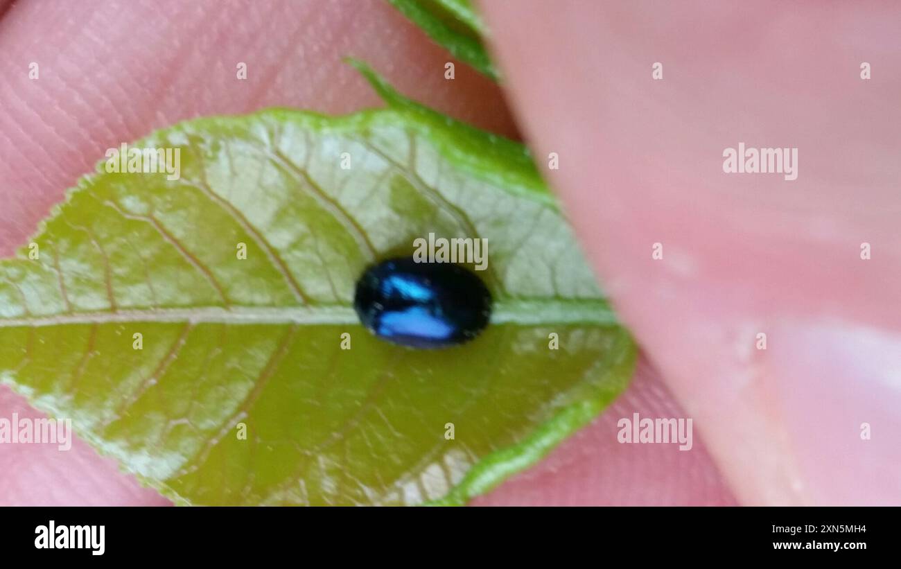 Willow Leaf Beetle (Plagiodera versicolora) Insecta Stock Photo - Alamy