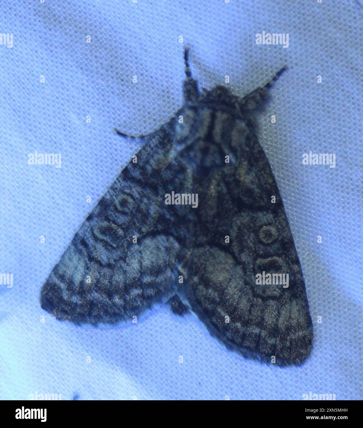 Brother Moth (Raphia frater) Insecta Stock Photo - Alamy