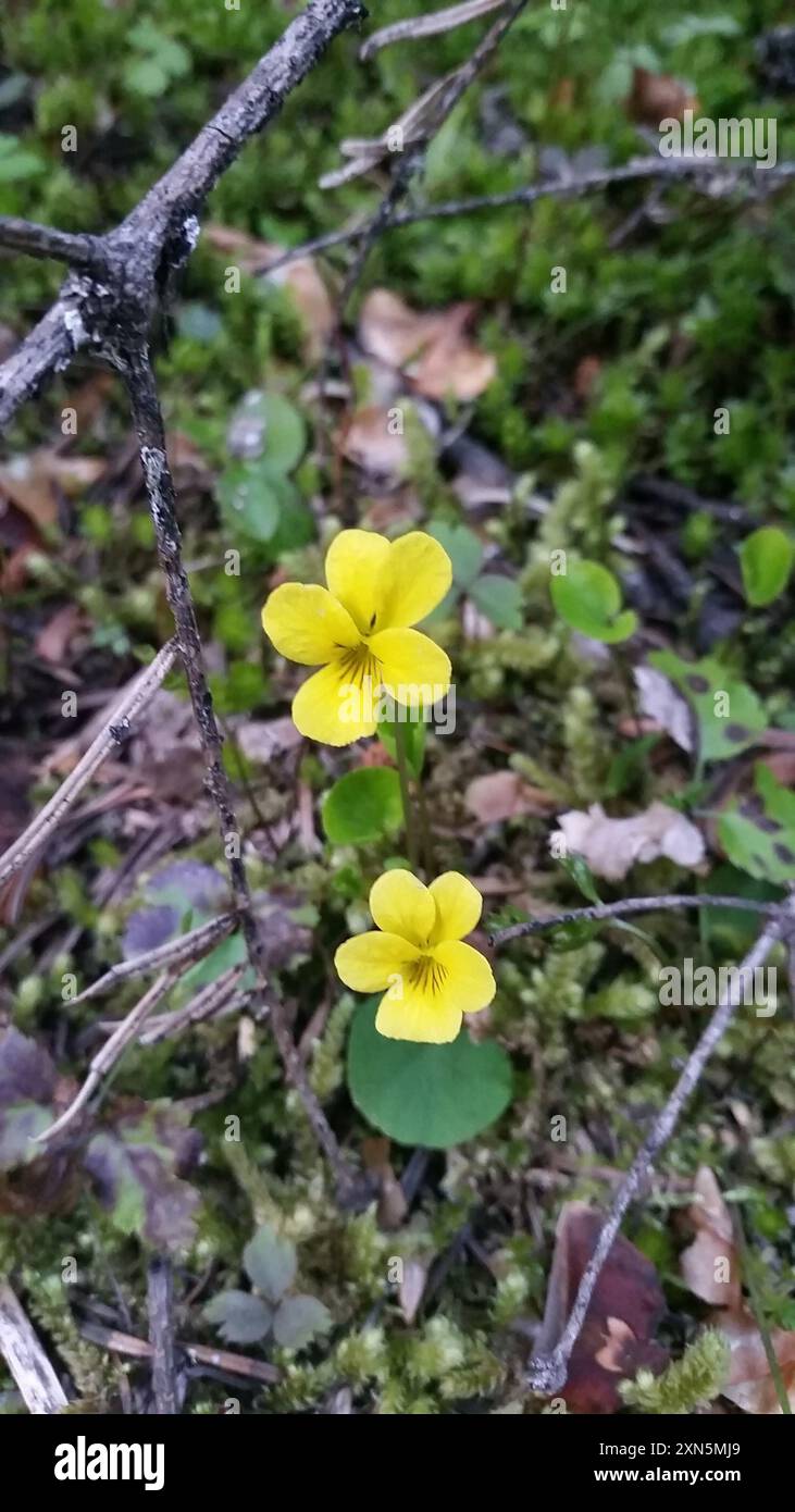 western roundleaf violet (Viola orbiculata) Plantae Stock Photo - Alamy