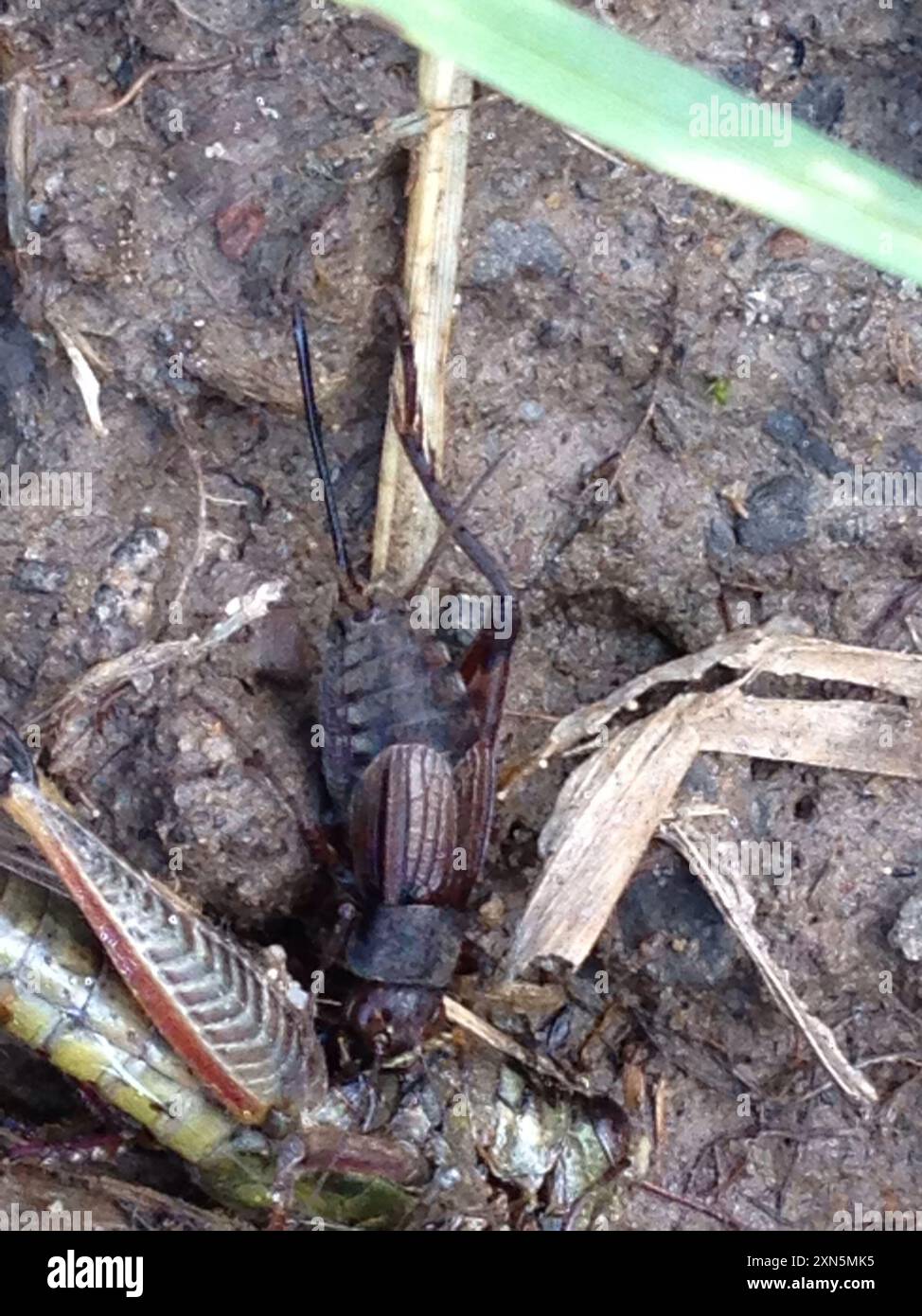 Robust Ground Crickets (Allonemobius) Insecta Stock Photo - Alamy
