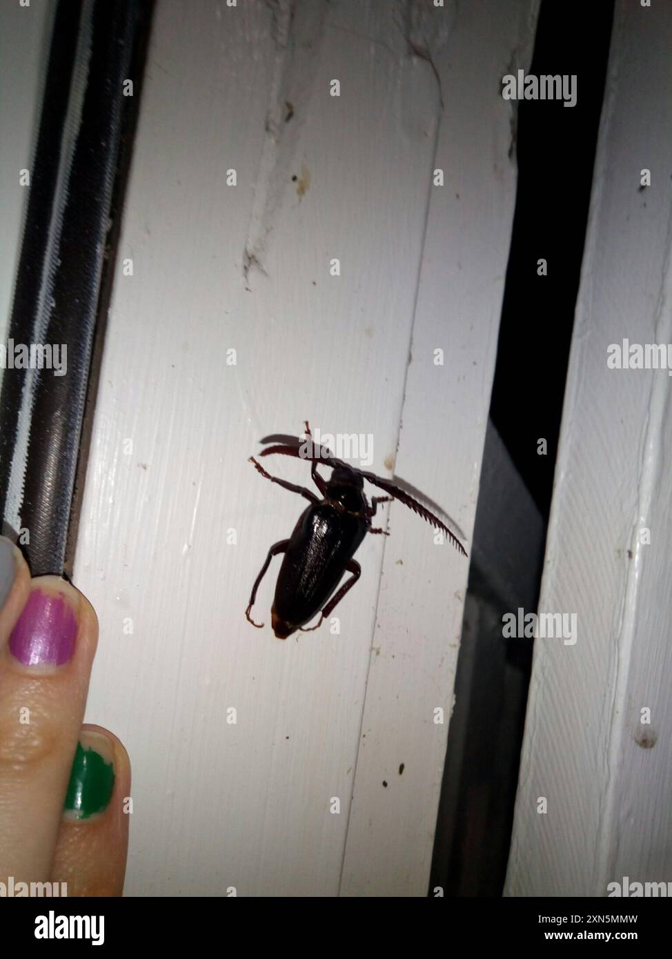 Tile-horned Prionus (Prionus imbricornis) Insecta Stock Photo - Alamy