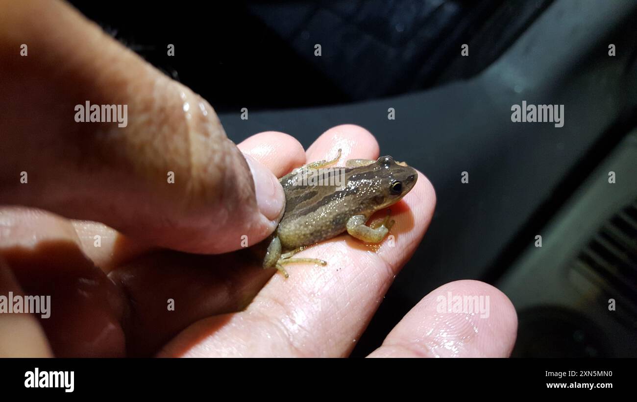 Cajun Chorus Frog (Pseudacris fouquettei) Amphibia Stock Photo - Alamy