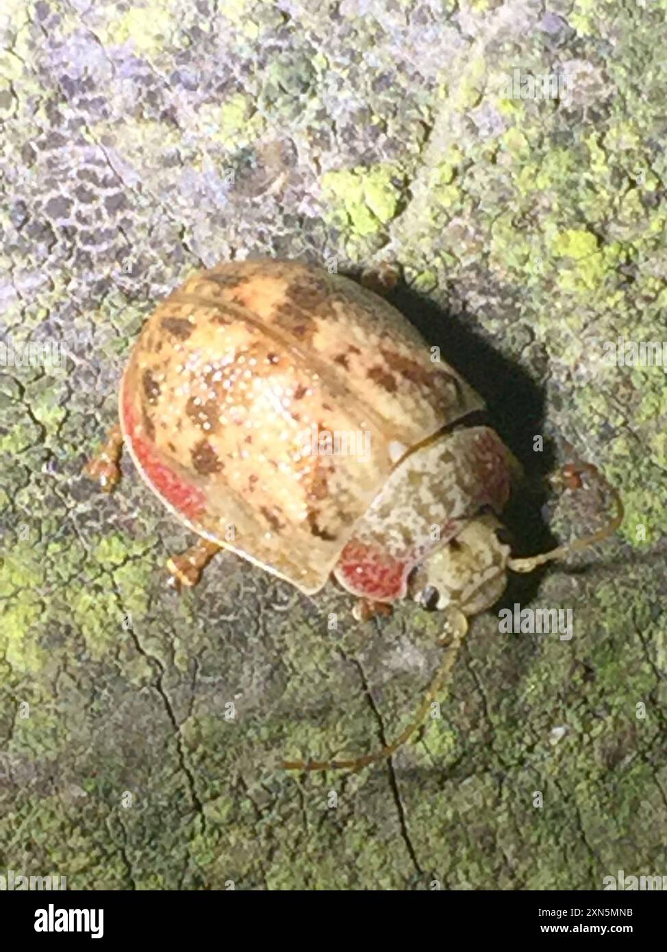 Eucalyptus Tortoise Beetle (Paropsis charybdis) Insecta Stock Photo - Alamy