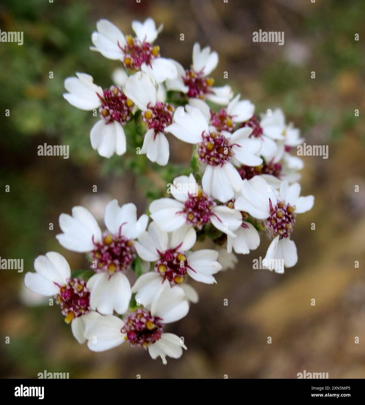 Cape Snow Bush (Eriocephalus africanus) Plantae Stock Photo - Alamy
