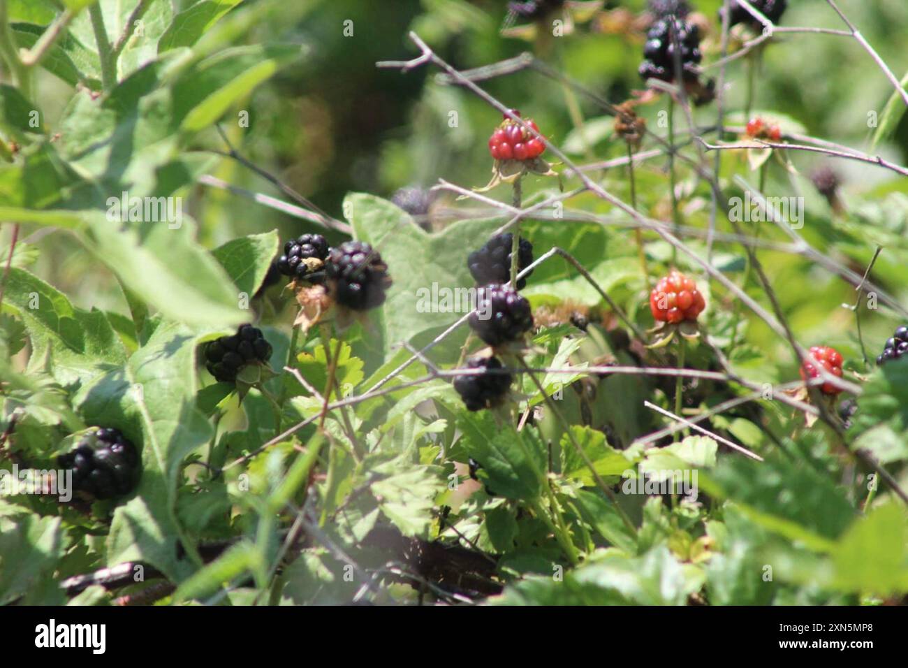 southern dewberry (Rubus trivialis) Plantae Stock Photo - Alamy