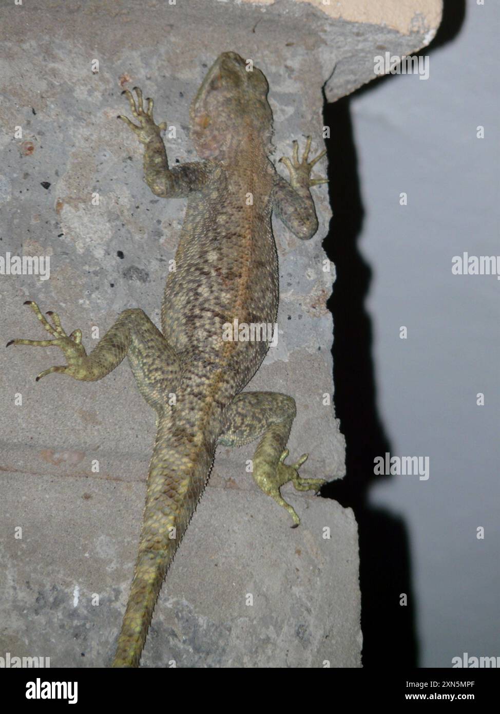 Lionotus hi-res stock photography and images - Alamy