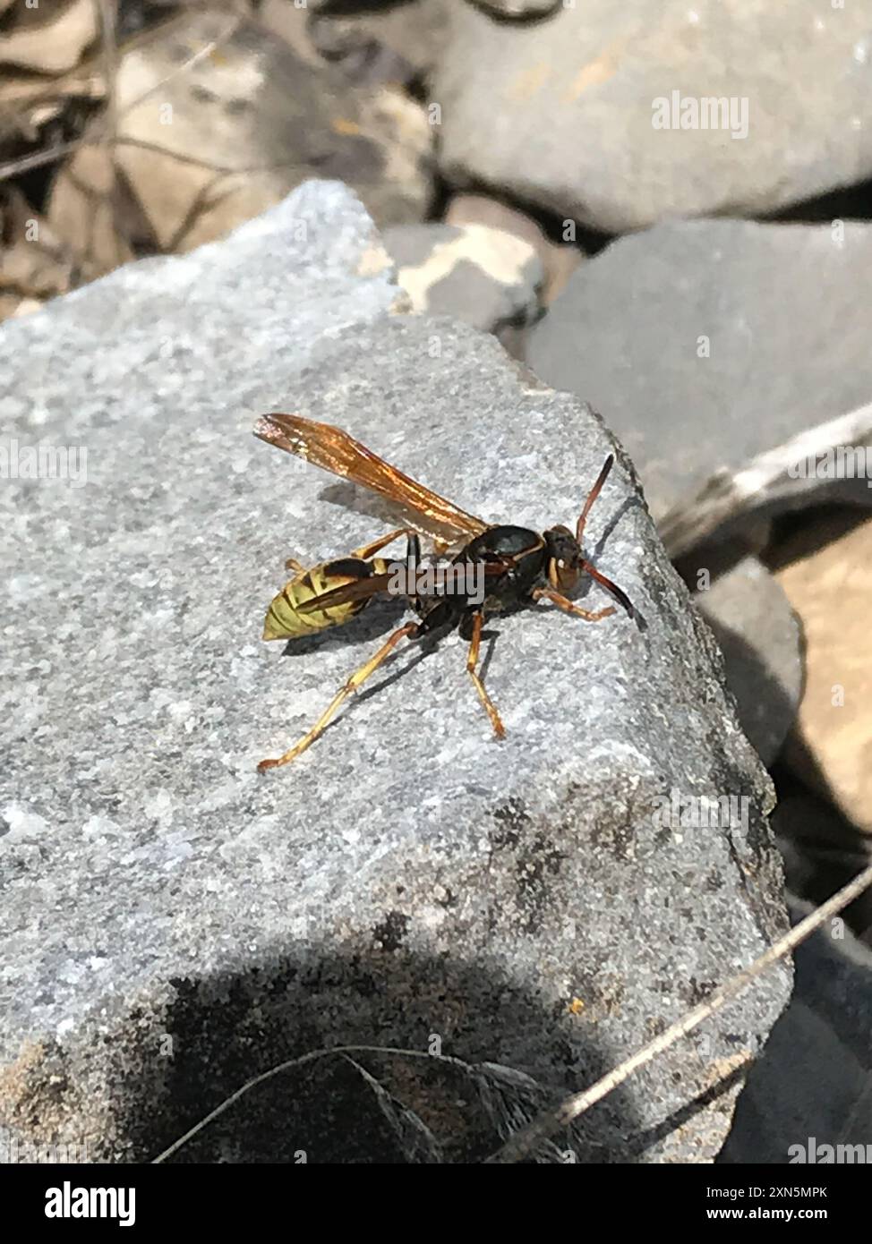 Western Paper Wasp (Mischocyttarus flavitarsis) Insecta Stock Photo - Alamy
