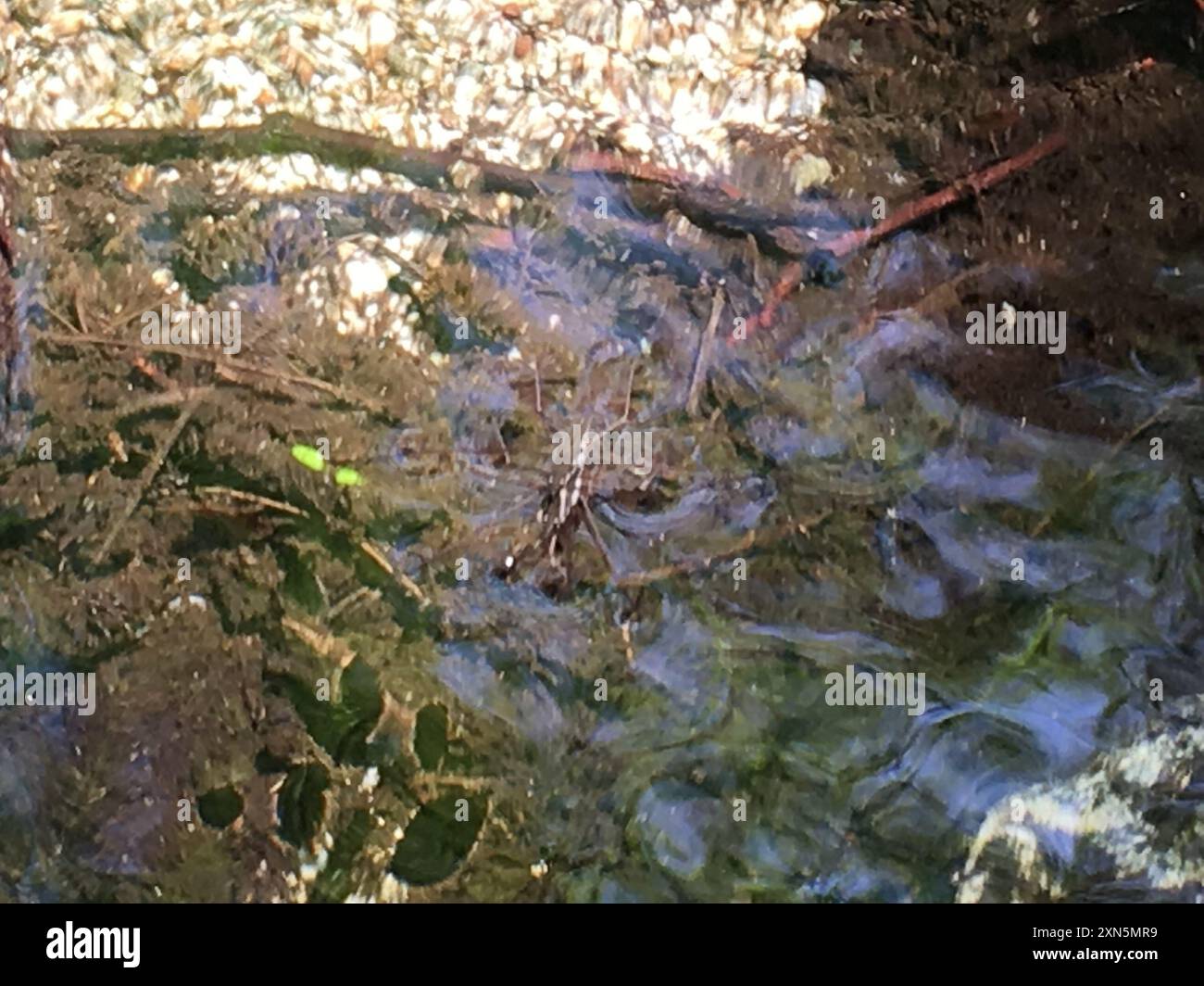 North American Common Water Strider (Aquarius remigis) Insecta Stock ...