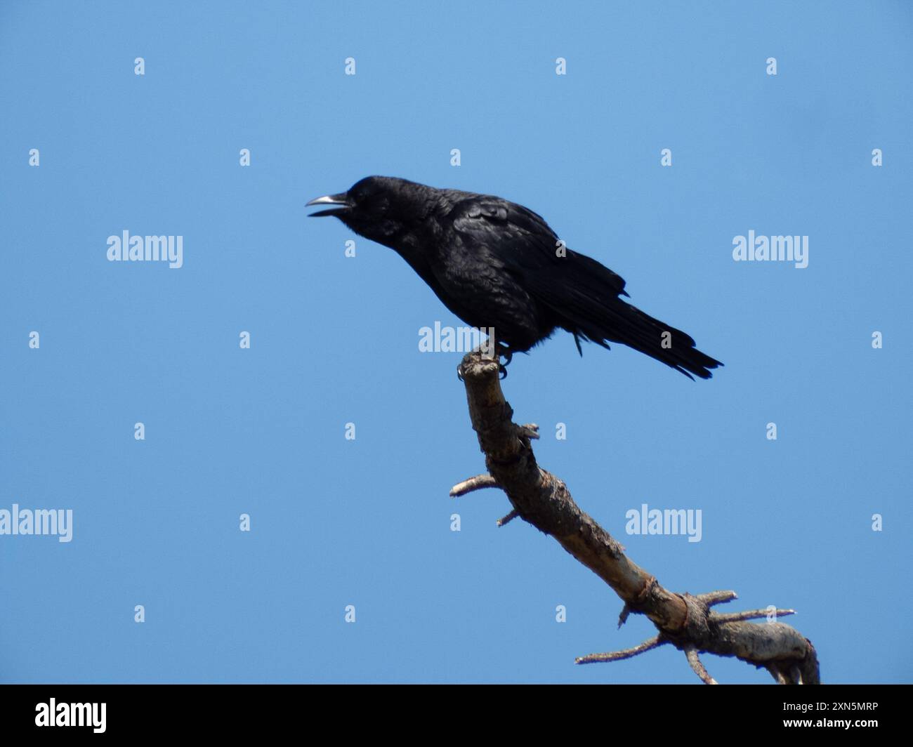 American Crow (Corvus brachyrhynchos) Aves Stock Photo - Alamy