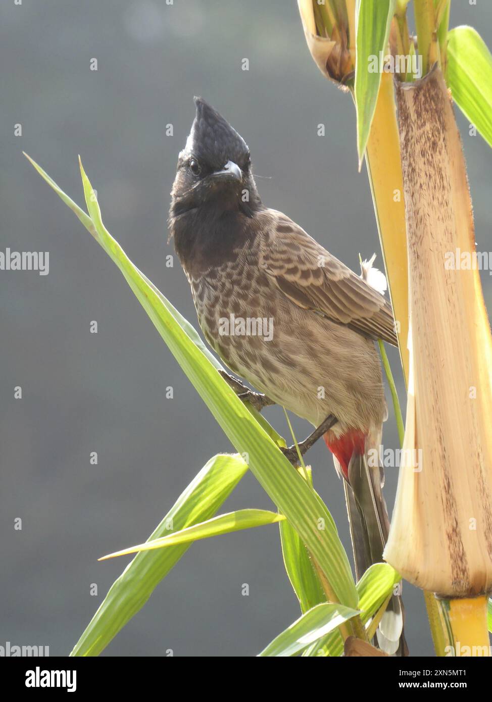 Red-vented Bulbul (Pycnonotus cafer) Aves Stock Photo - Alamy