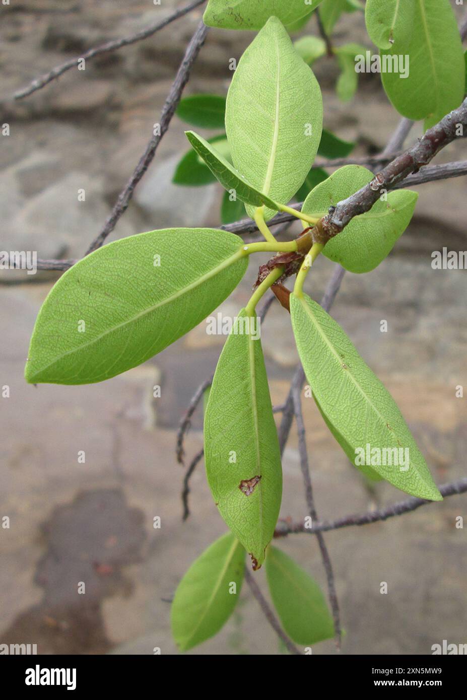 Common Wild Fig (Ficus burkei) Plantae Stock Photo - Alamy