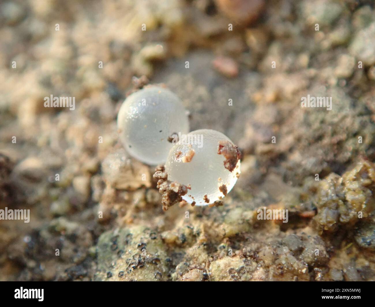 Common Land Snails and Slugs (Stylommatophora) Mollusca Stock Photo - Alamy
