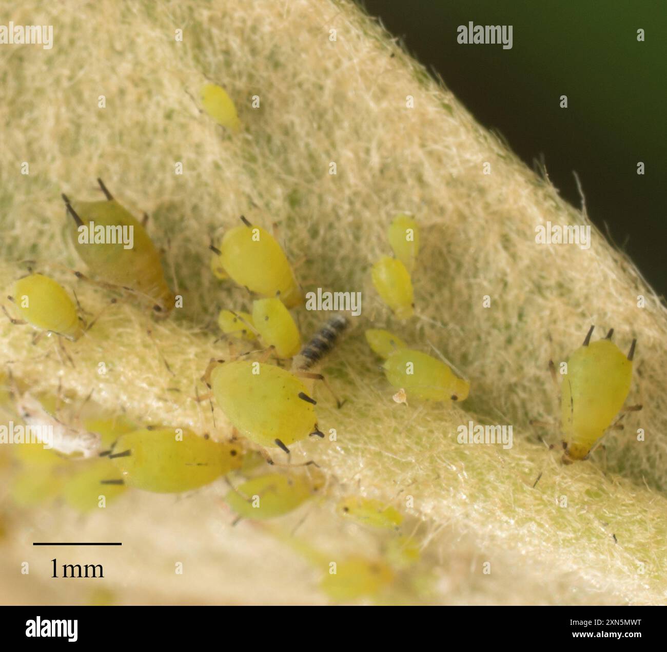 Spiraea Aphid (Aphis spiraecola) Insecta Stock Photo - Alamy