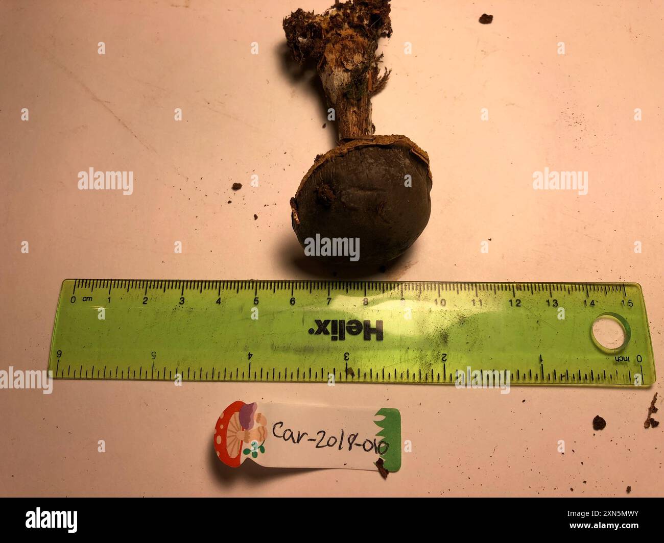Zellers bolete hi-res stock photography and images - Alamy