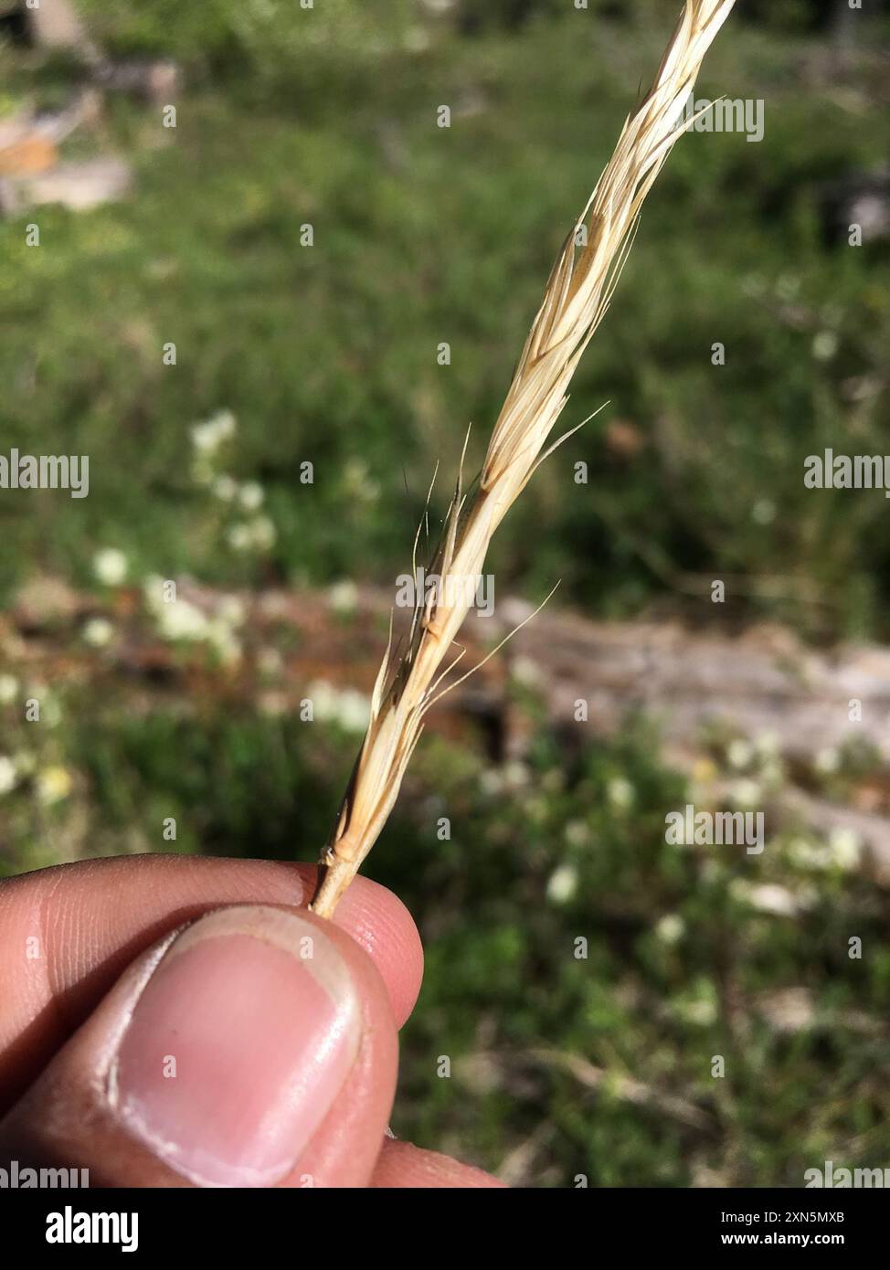 Awned Wheat Grass (Elymus trachycaulus subsecundus) Plantae Stock Photo ...
