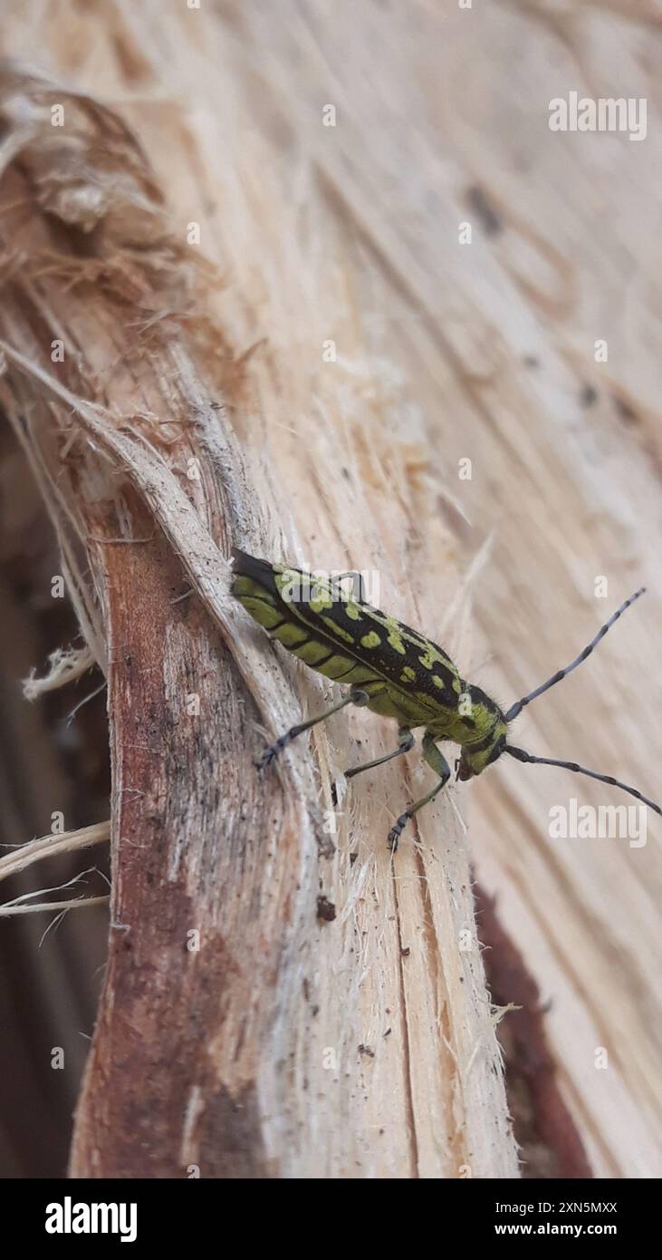 Saperda scalaris longhorn beetle hi-res stock photography and images ...