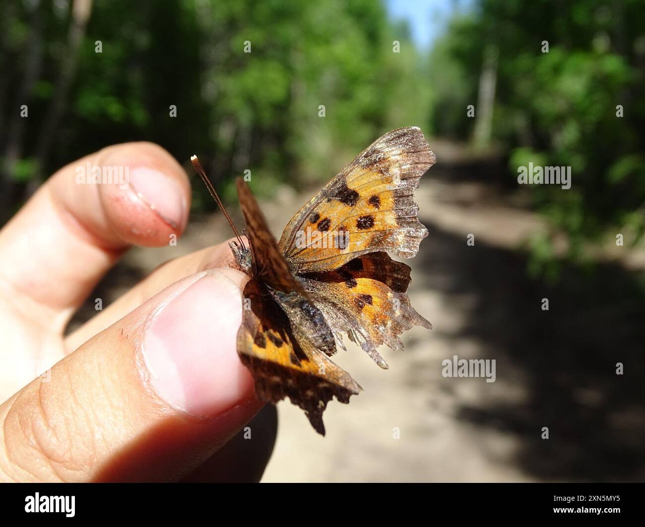 Green Comma (Polygonia faunus) Insecta Stock Photo - Alamy