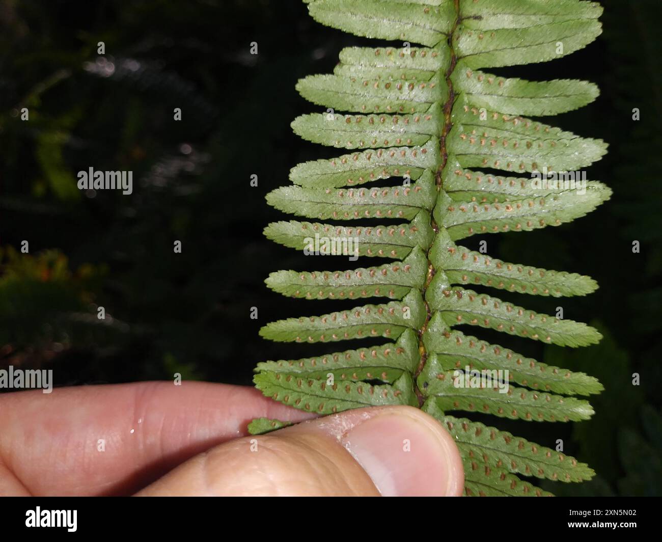 southern sword fern (Nephrolepis exaltata) Plantae Stock Photo - Alamy