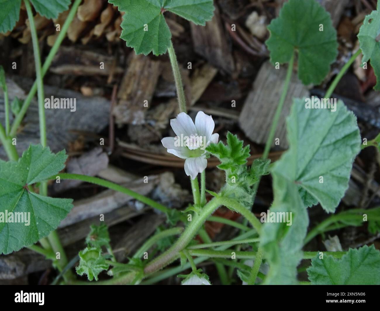 dwarf mallow (Malva neglecta) Plantae Stock Photo - Alamy