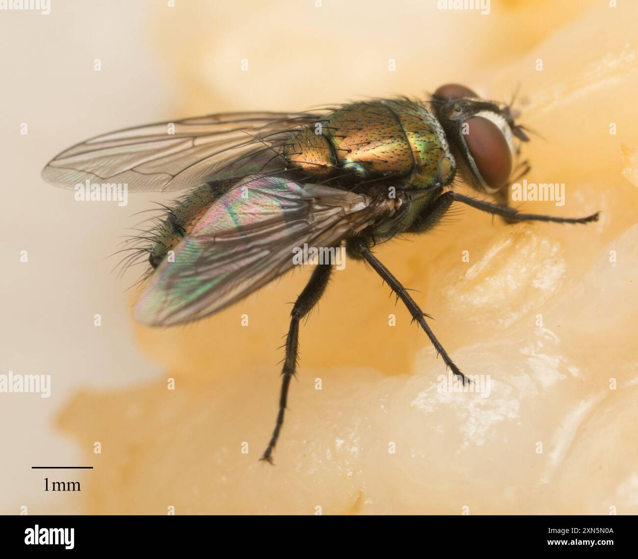 Lucilia cuprina hi-res stock photography and images - Alamy