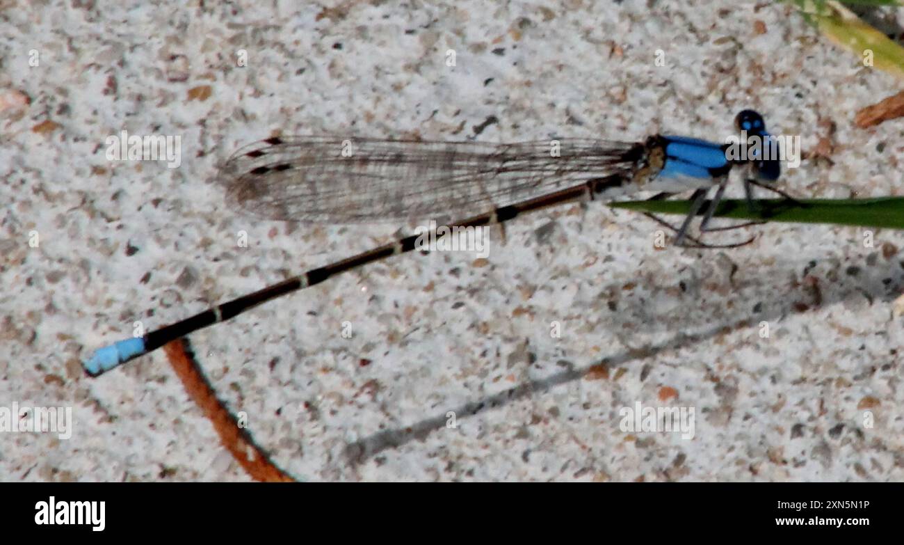 Blue-fronted Dancer (Argia apicalis) Insecta Stock Photo - Alamy