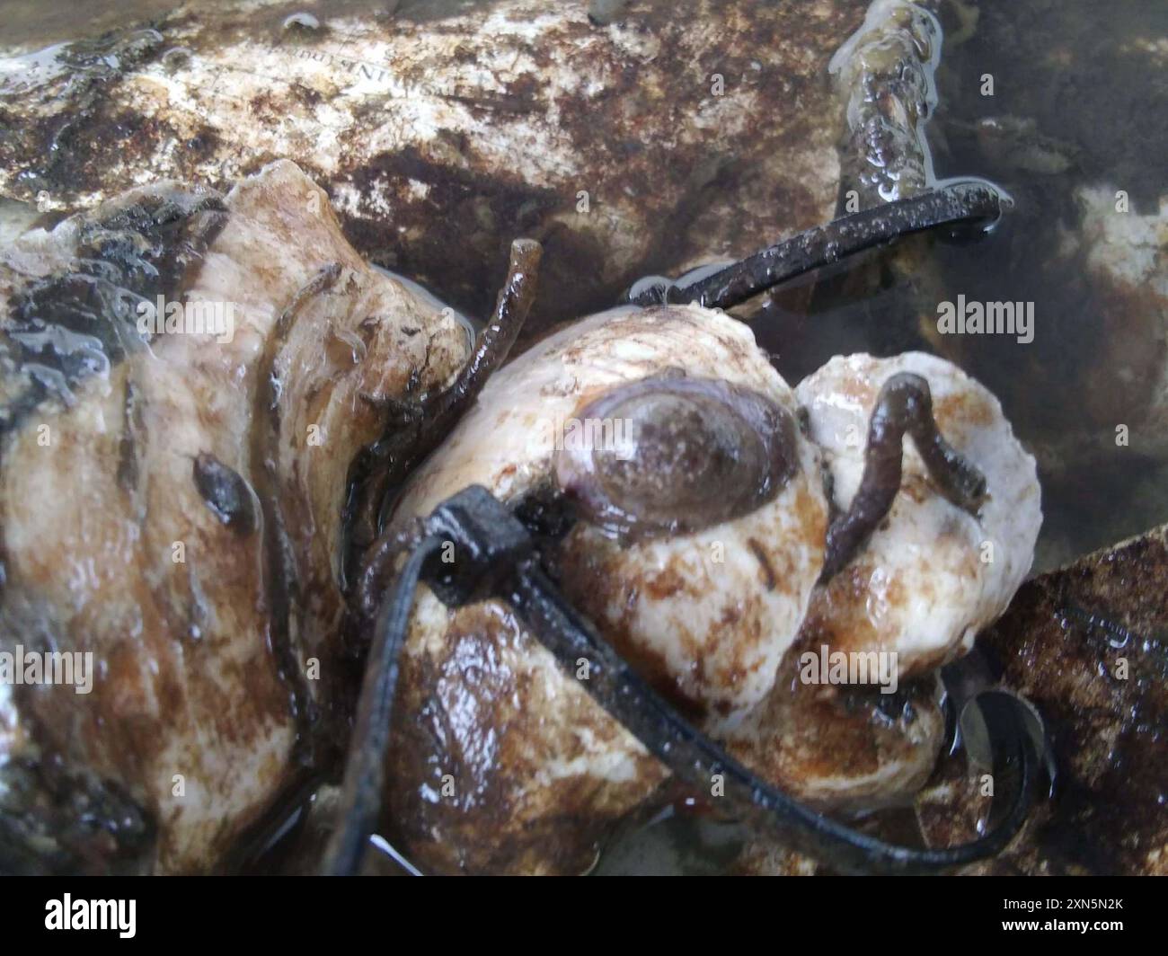 Common Atlantic Slippersnail (Crepidula fornicata) Mollusca Stock Photo ...