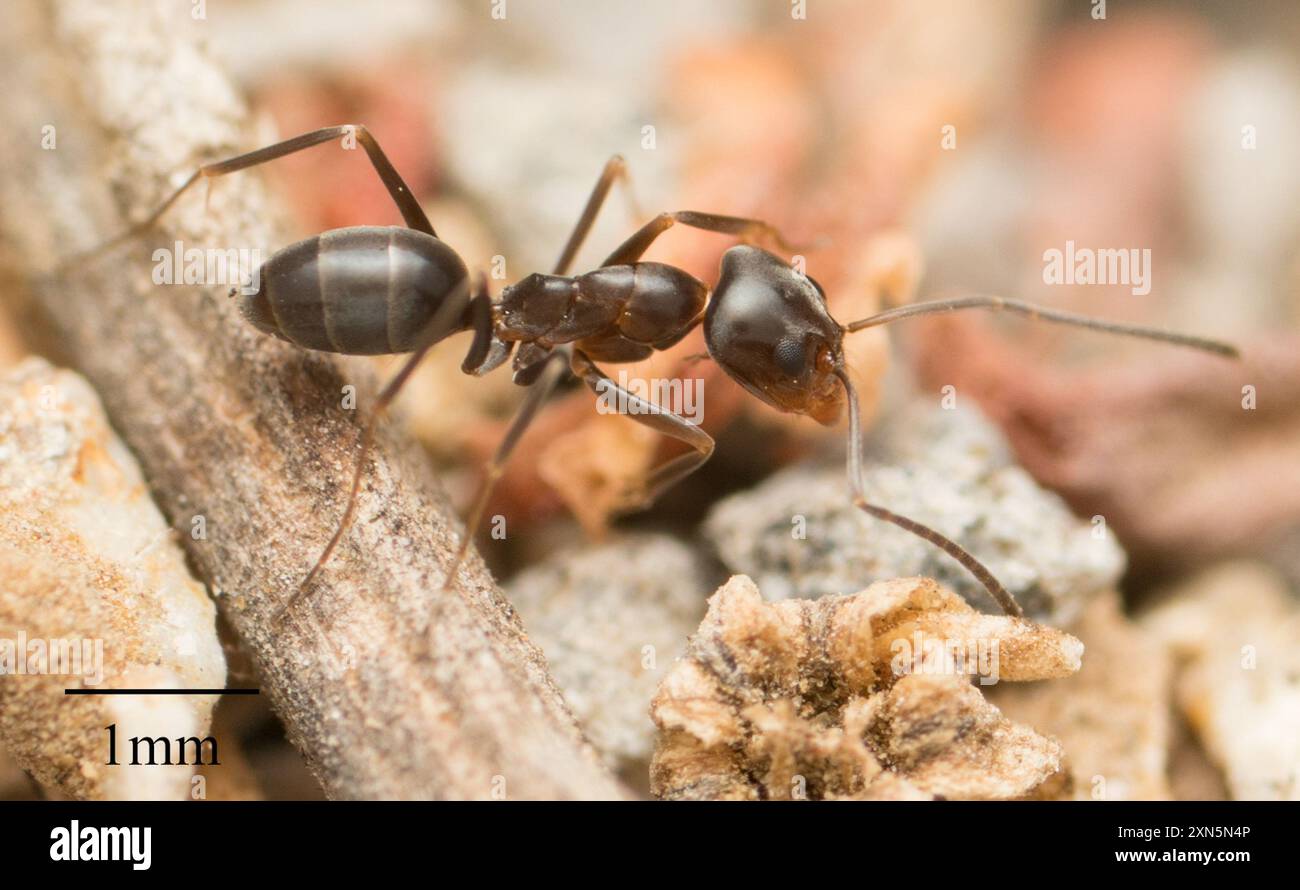 Pyramid Ants (Dorymyrmex) Insecta Stock Photo - Alamy