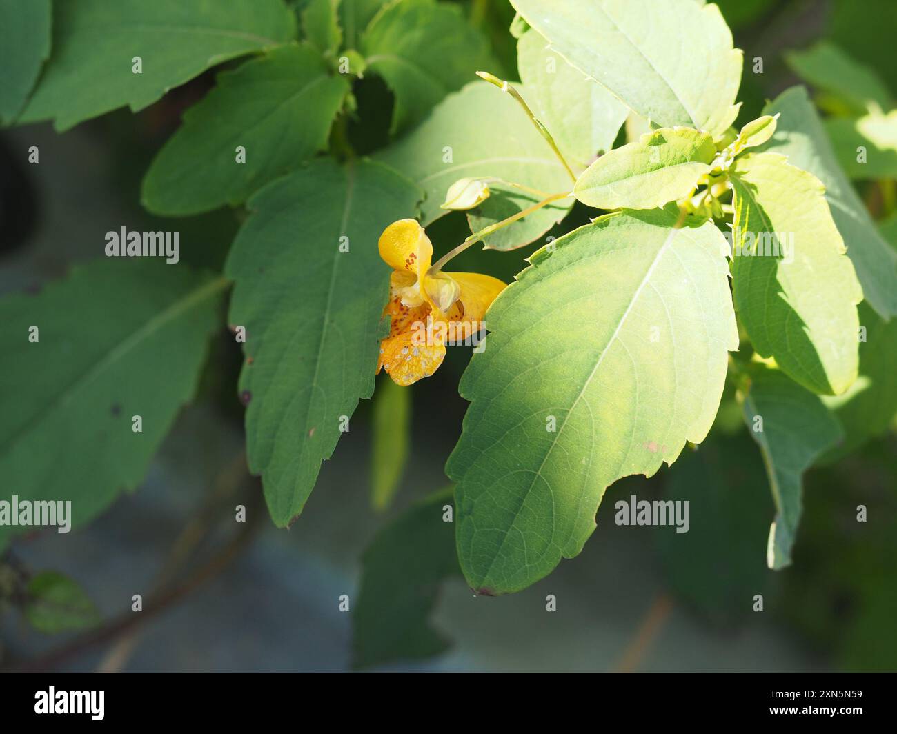 common jewelweed (Impatiens capensis) Plantae Stock Photo - Alamy