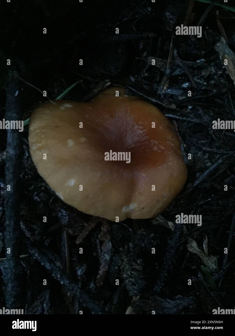 Candy Cap (Lactarius rubidus) Fungi Stock Photo - Alamy