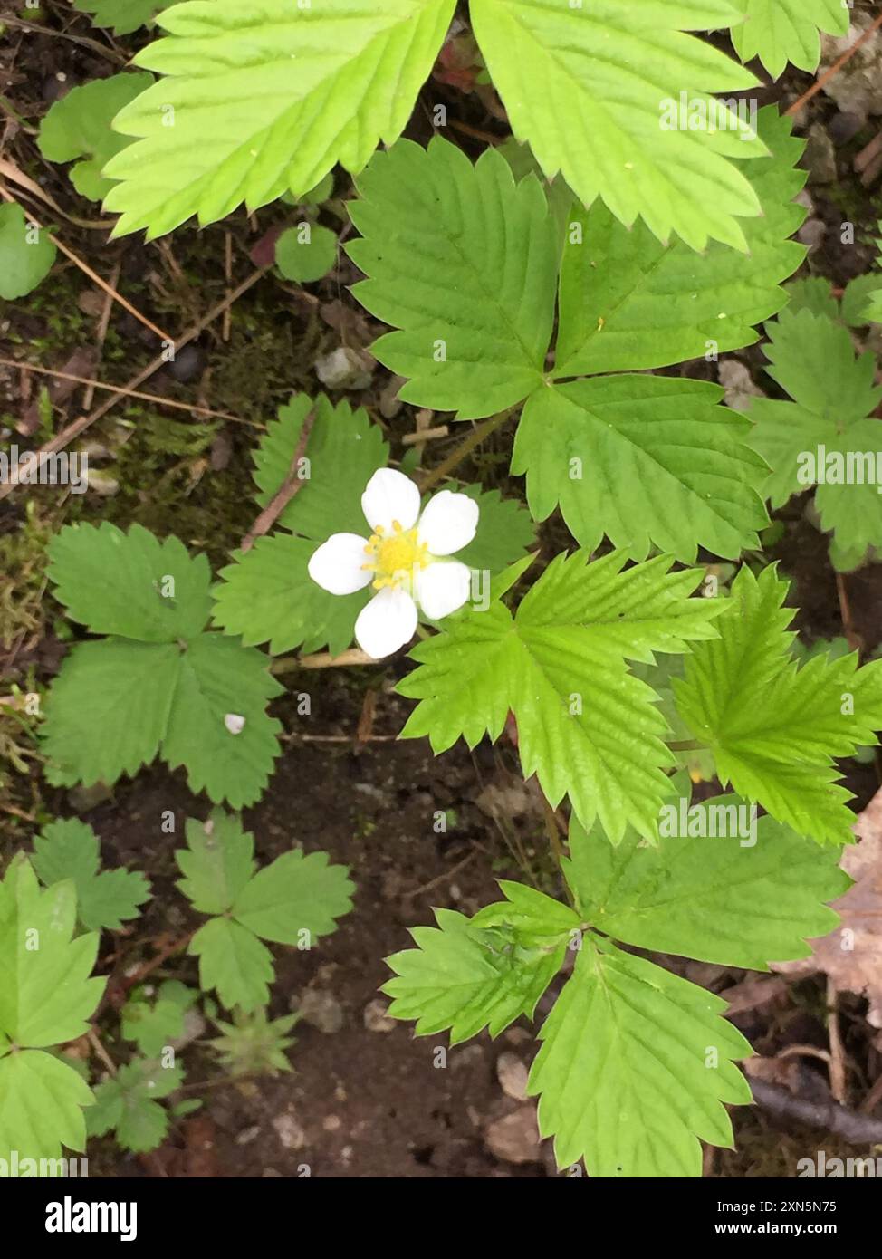 woodland strawberry (Fragaria vesca) Plantae Stock Photo - Alamy