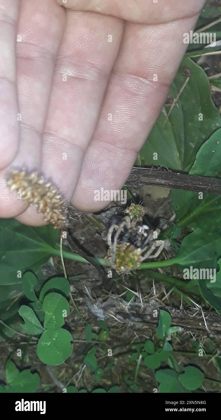 Fox Spiders (Alopecosa) Arachnida Stock Photo - Alamy