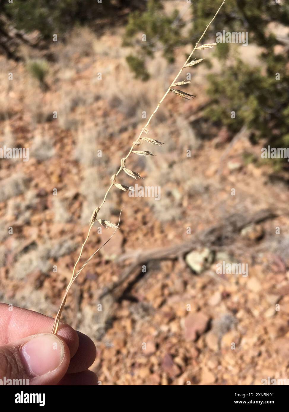 Sideoats Grama (Bouteloua curtipendula) Plantae Stock Photo - Alamy