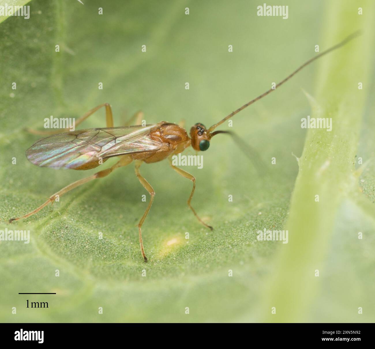 Ichneumonid and Braconid Wasps (Ichneumonoidea) Insecta Stock Photo - Alamy