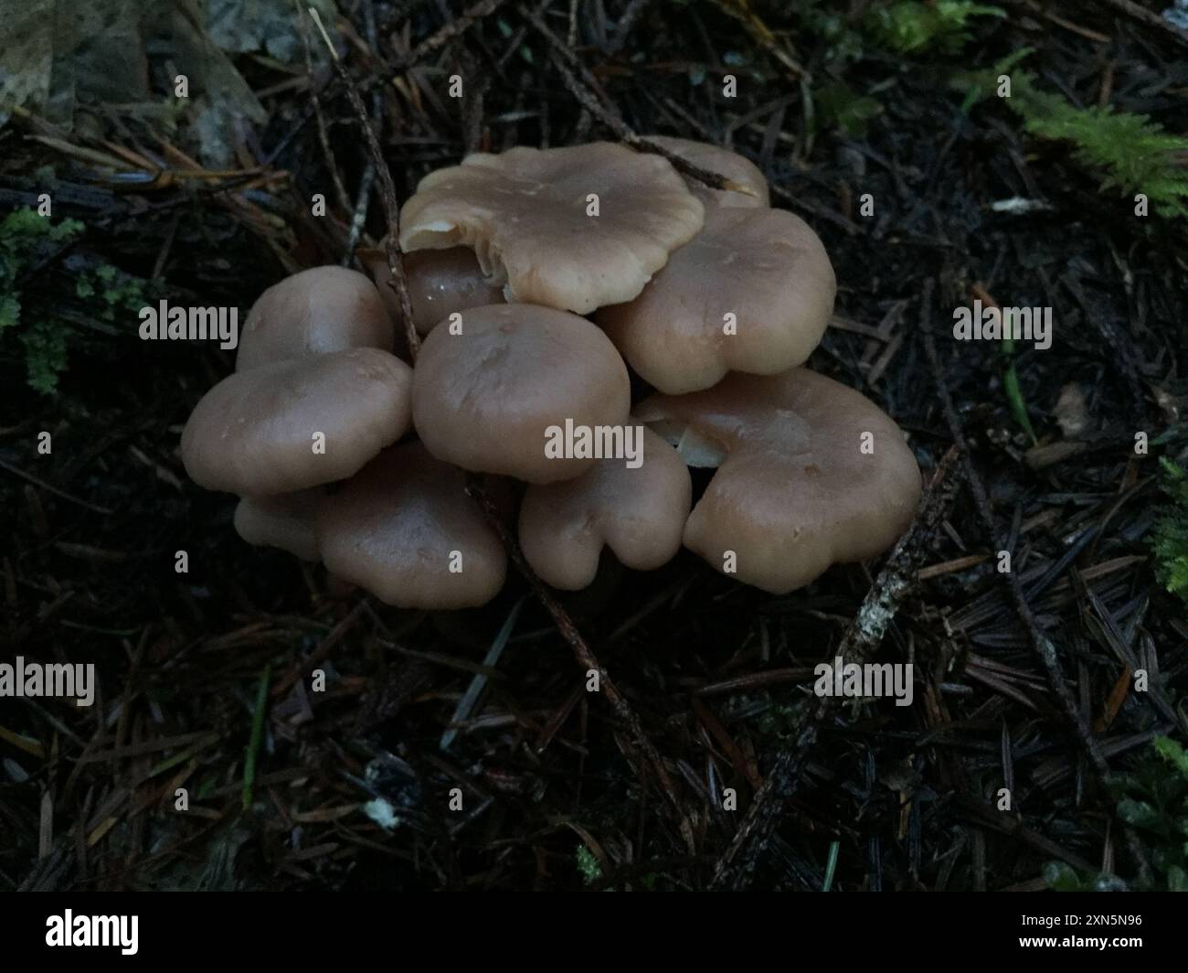 Cluster Cap (Connopus acervatus) Fungi Stock Photo - Alamy