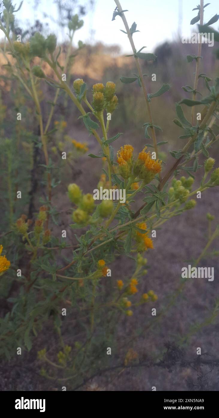 Coastal Goldenbush (Isocoma menziesii) Plantae Stock Photo - Alamy