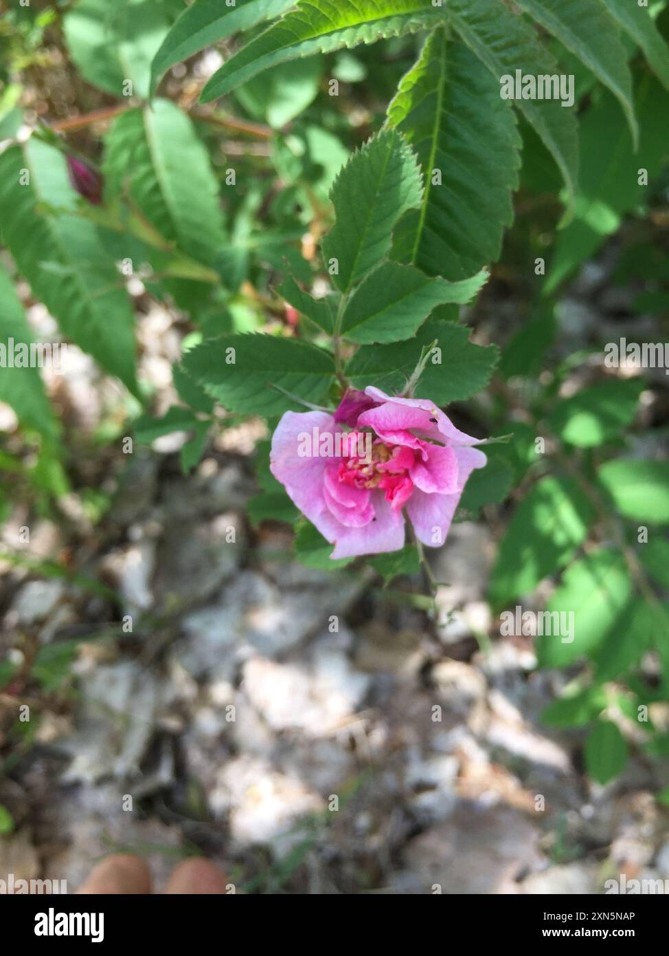 smooth rose (Rosa blanda) Plantae Stock Photo - Alamy