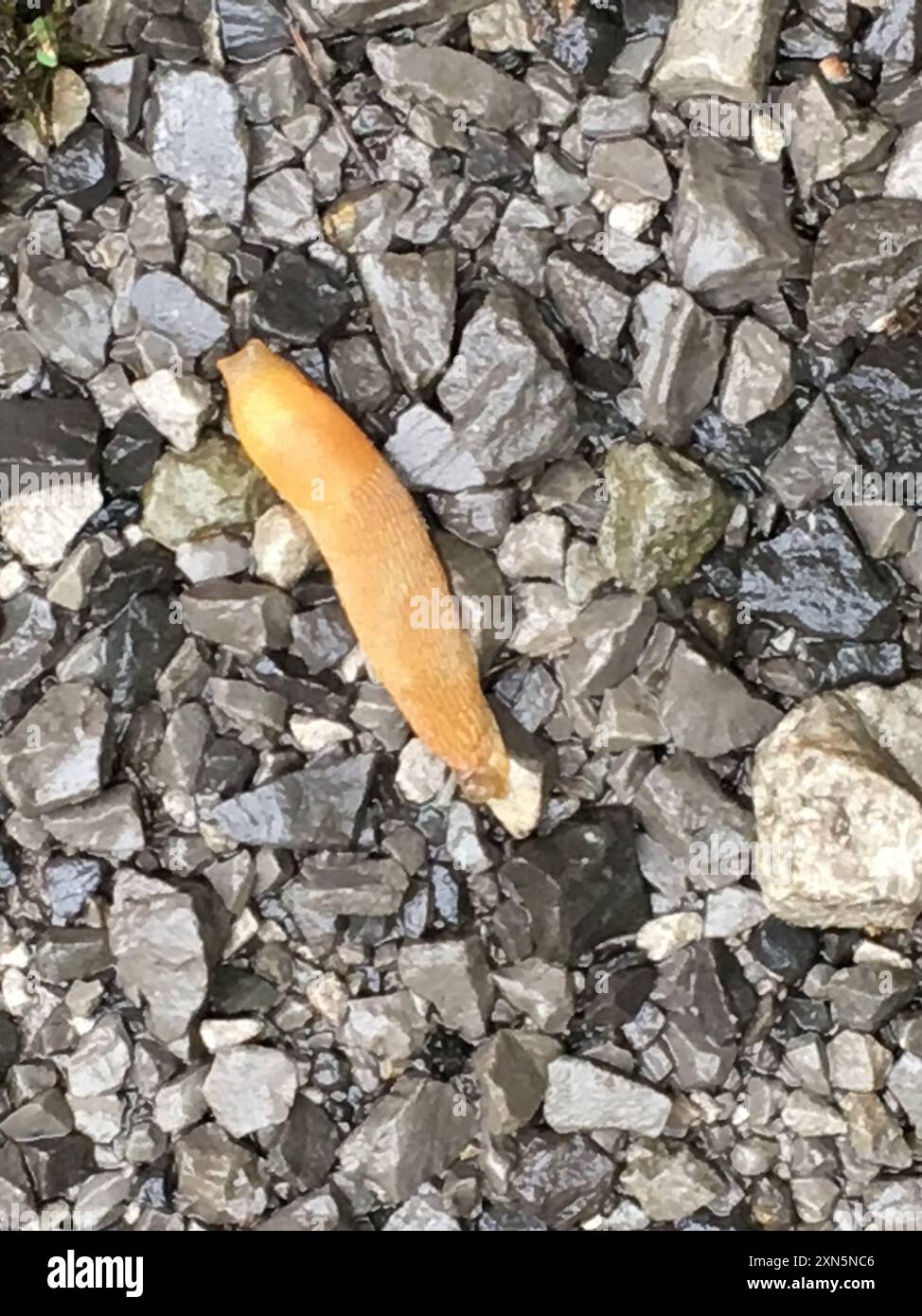 Arion Slugs (Arion) Mollusca Stock Photo - Alamy
