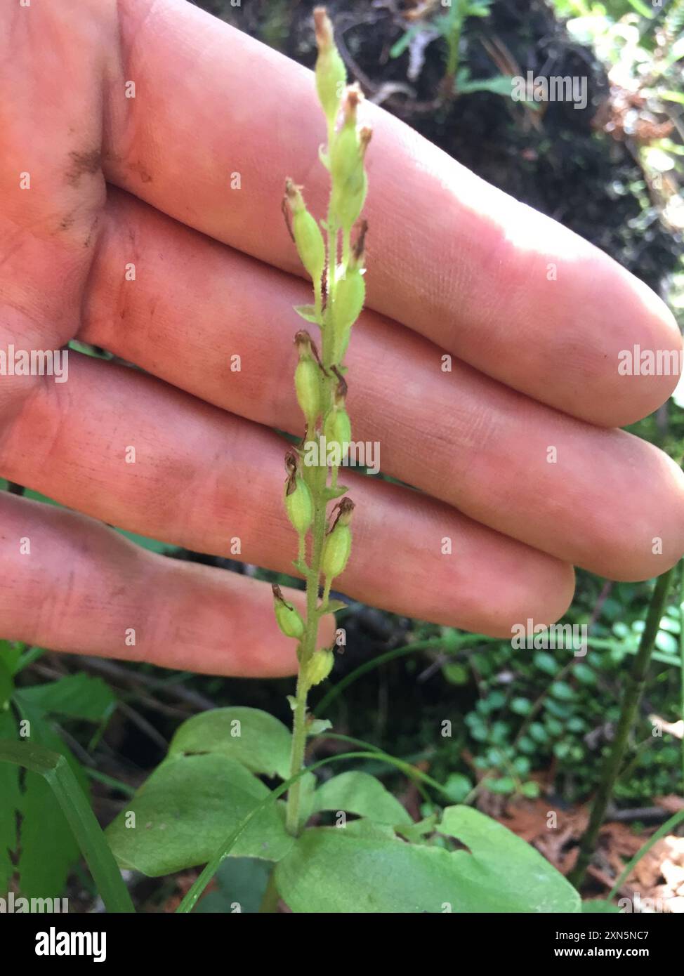 Convallarioides hi-res stock photography and images - Alamy
