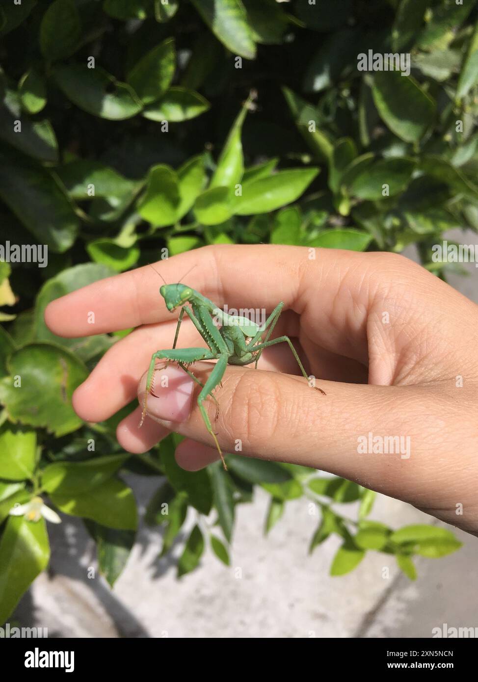 South African Mantis (Miomantis caffra) Insecta Stock Photo - Alamy
